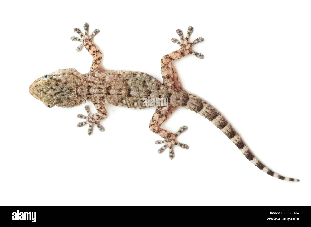 brown spotted gecko reptile isolated on white, view from above Stock ...