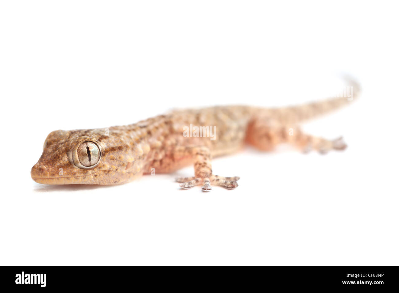 brown spotted gecko reptile isolated on white, front view Stock Photo ...