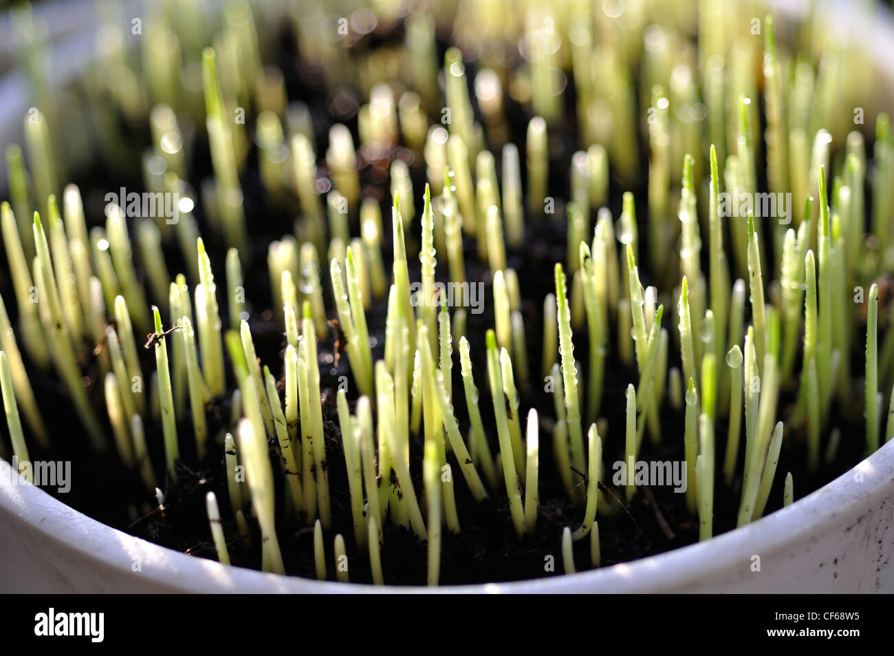 Sprouts - wheat Stock Photo - Alamy