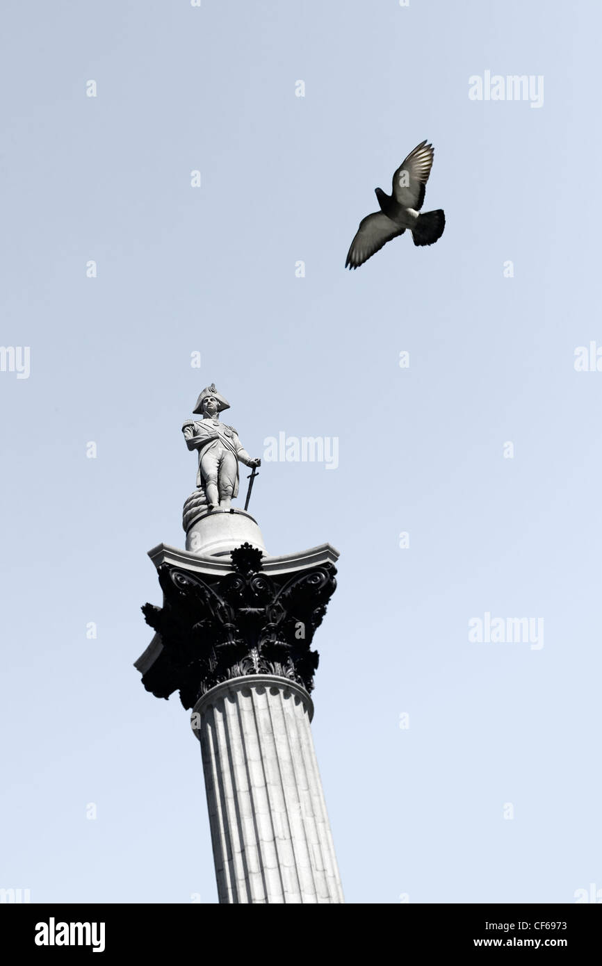 A view of a pigeon and the top of Nelson's Column in Trafalgar Square ...