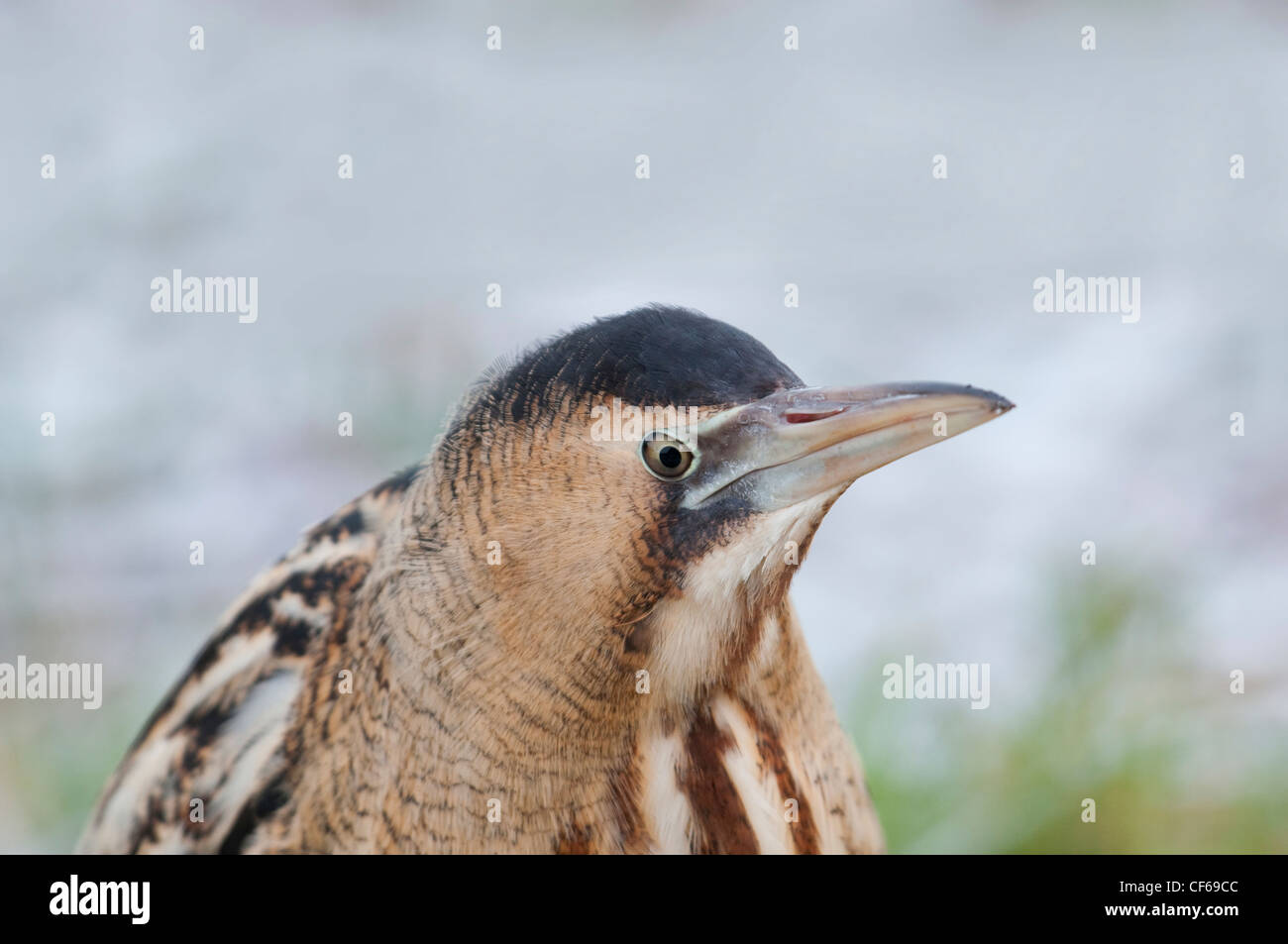 Extreme close up portrait of a Bittern showing excellent head detail ...