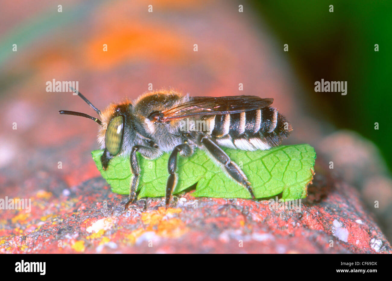 Leafcutting bees hi-res stock photography and images - Alamy
