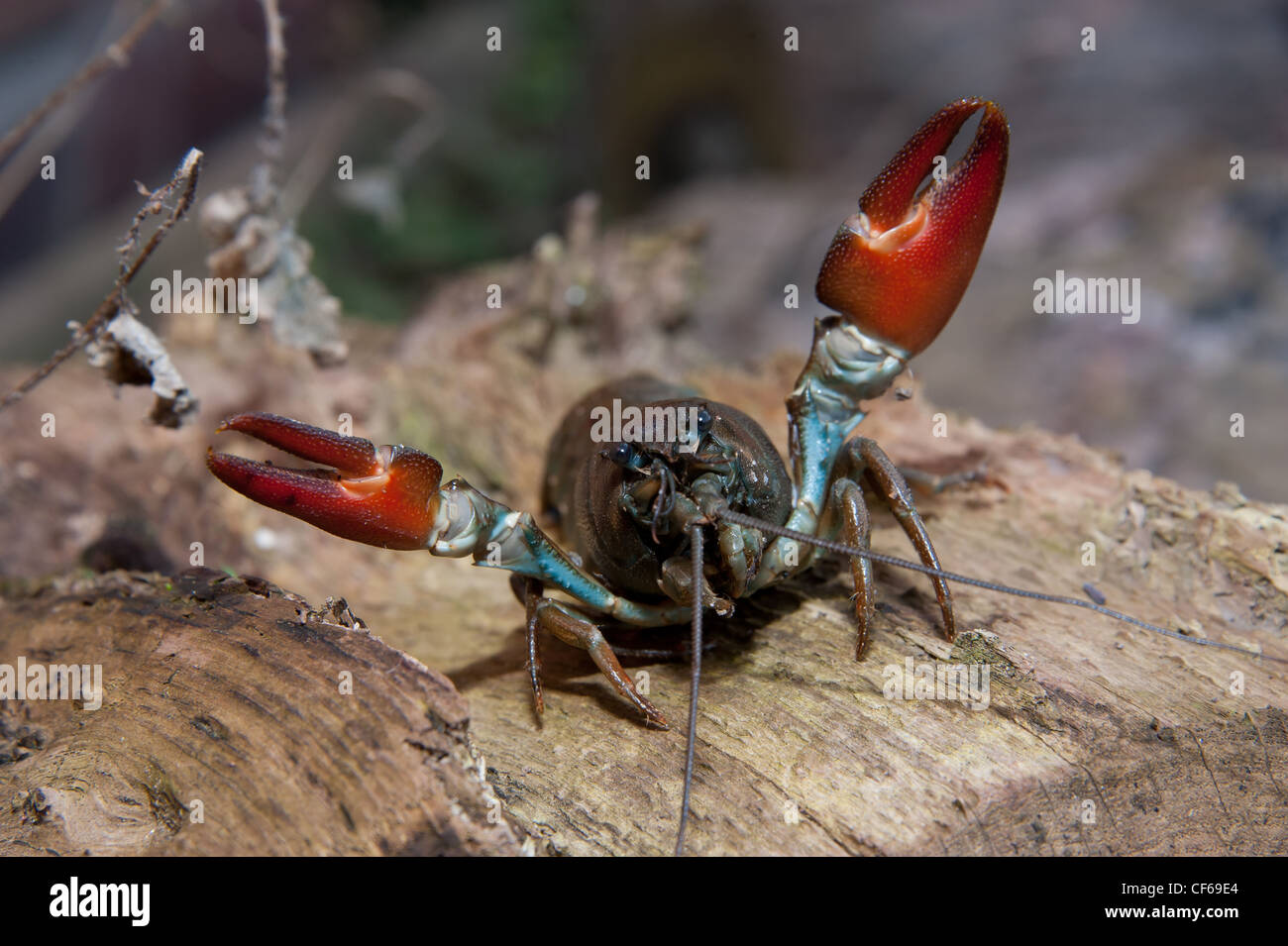 Signal crayfish scotland hi-res stock photography and images - Alamy