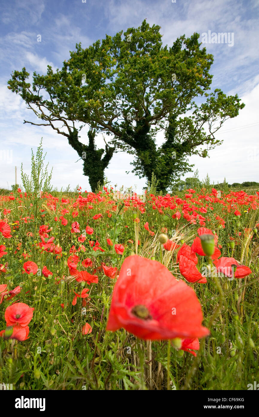 A poppy field near Kelling. The significance of the poppy as a lasting ...