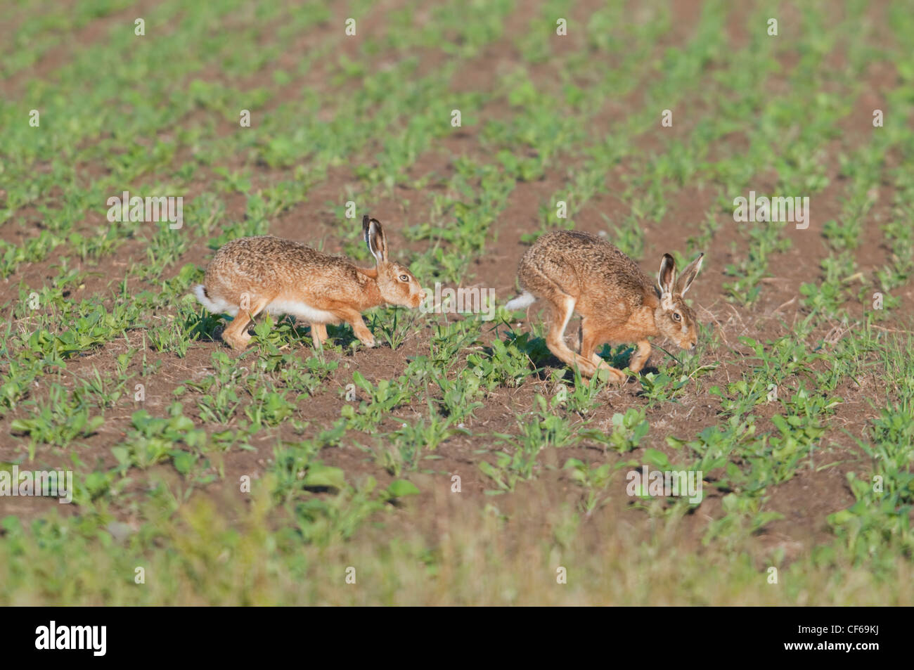 Field of crops hi-res stock photography and images - Alamy
