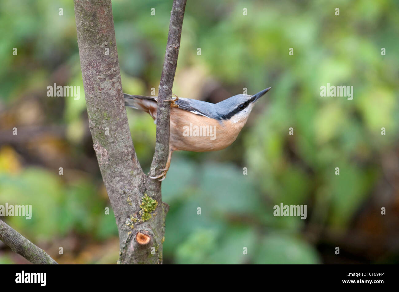 Nuthatch Sitta europaea in classic pose, Sussex woodland, UK Stock ...