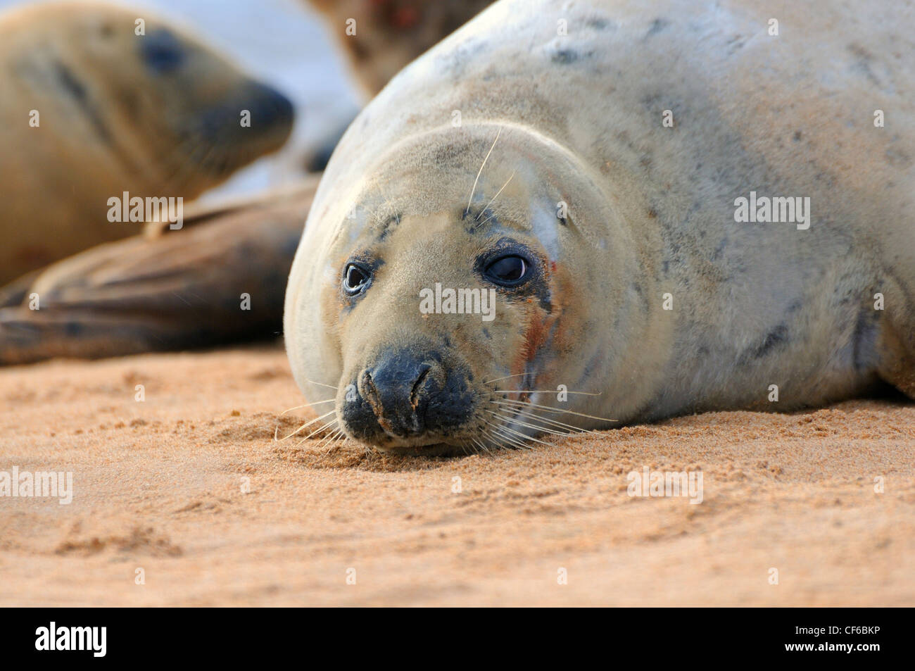 A seal at the Sands of Forvie, Newburgh, Aberdeenshire, Scotland Stock ...