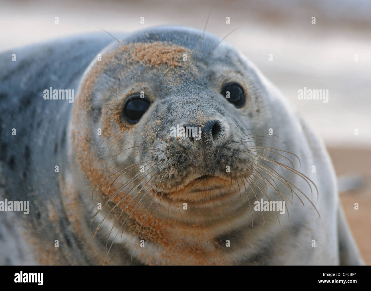 Seals scotland hi-res stock photography and images - Alamy