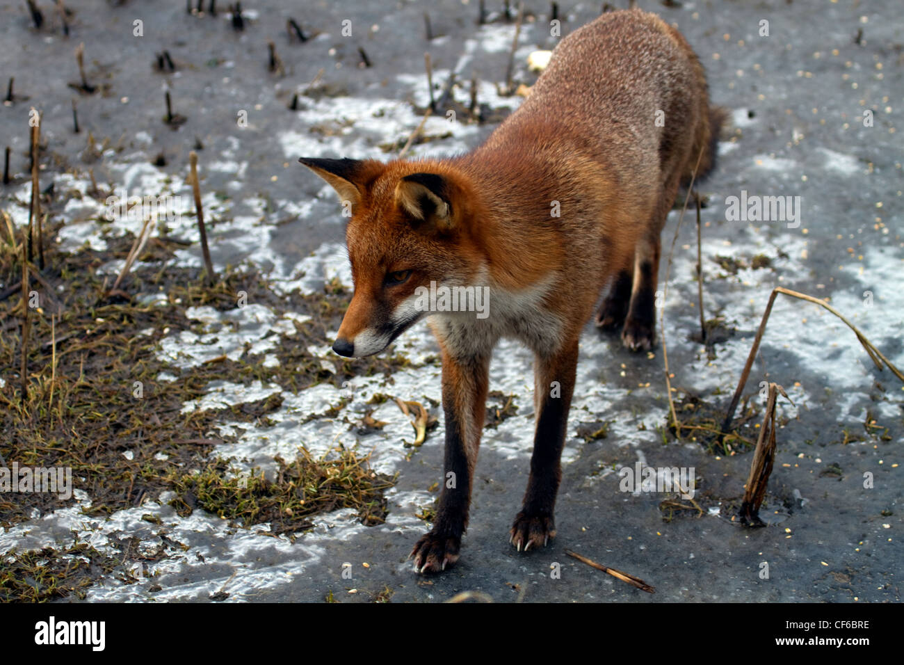 Red fox carnivore hi-res stock photography and images - Alamy