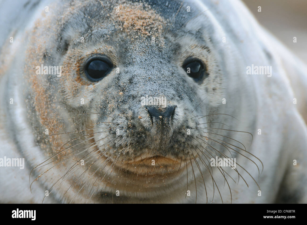 Newburgh seals beach hi-res stock photography and images - Alamy
