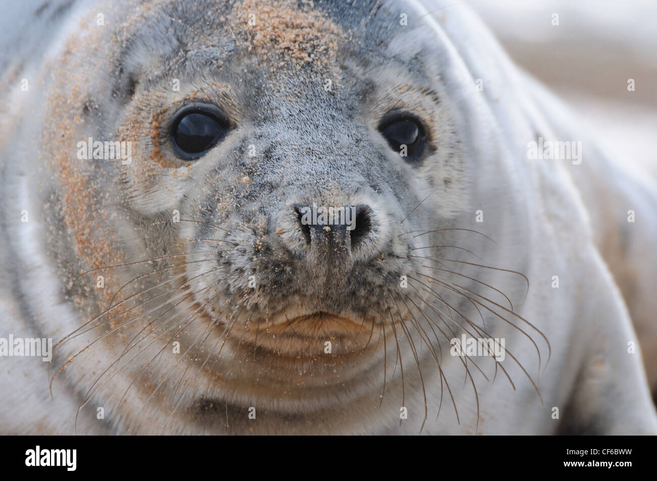 Young seal hi-res stock photography and images - Alamy