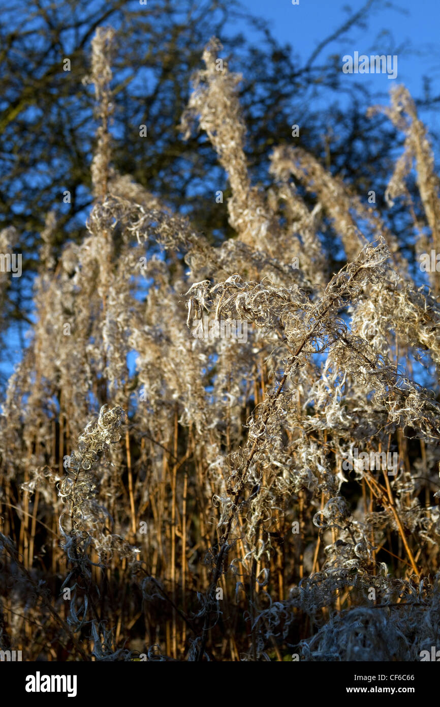 Seed heads in sunlight Stock Photo - Alamy