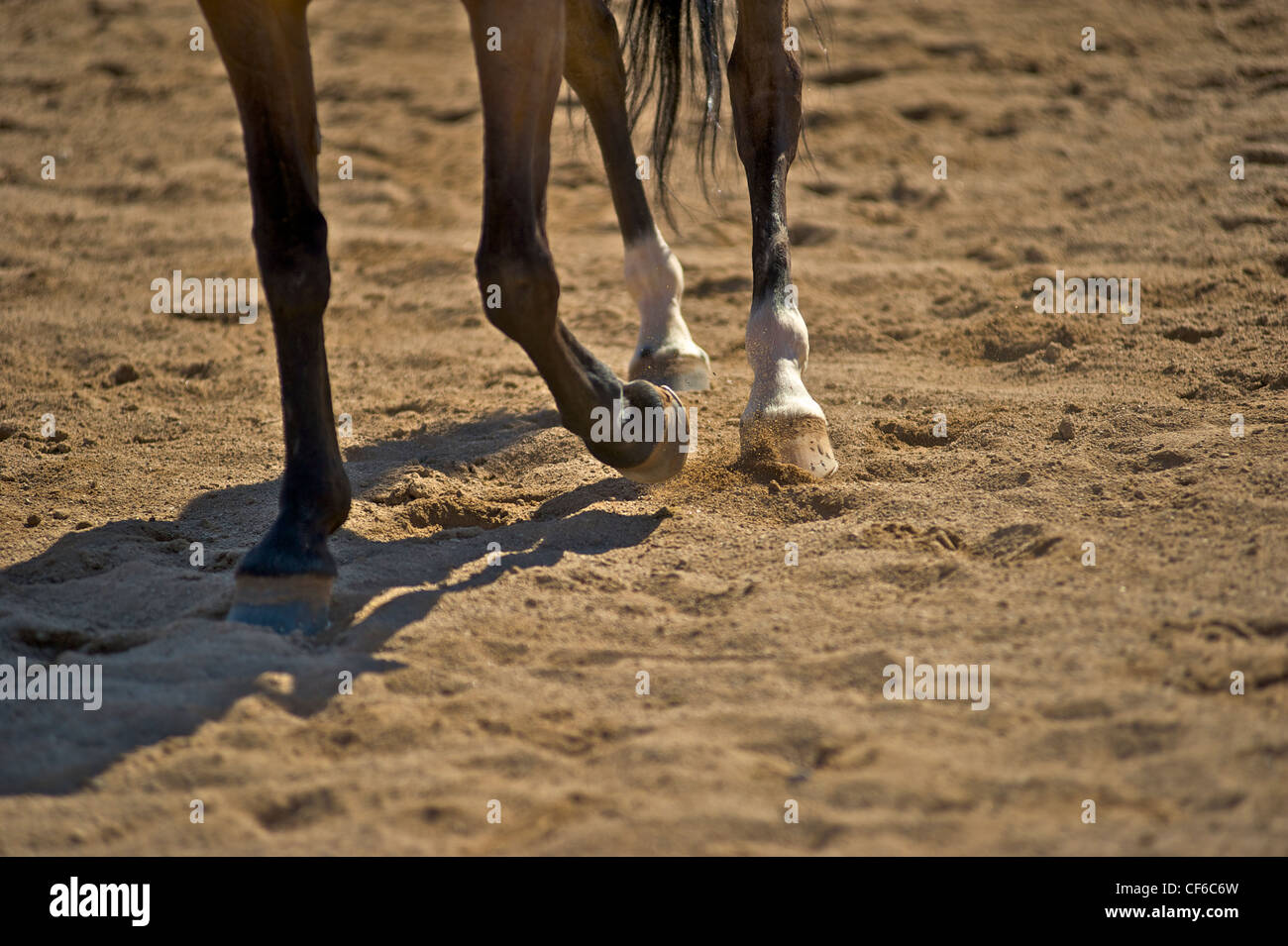Arabian horse at a show hi-res stock photography and images - Alamy