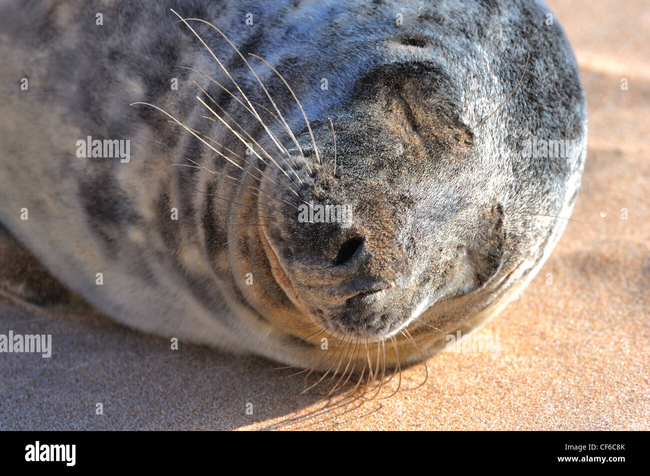 Seal river aberdeen hi-res stock photography and images - Alamy