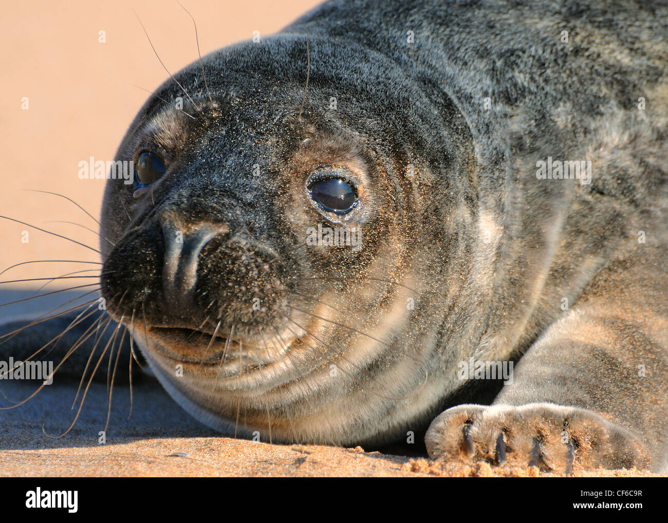 A young seal at the Sands of Forvie, Newburgh, Aberdeenshire, Scotland ...
