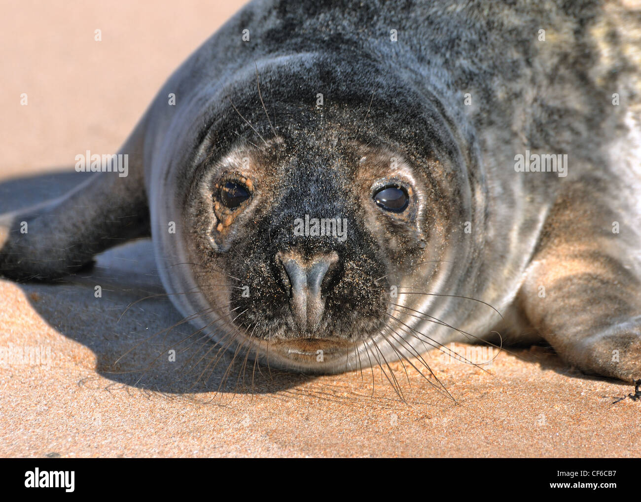 A young seal at the Sands of Forvie, Newburgh, Aberdeenshire, Scotland ...