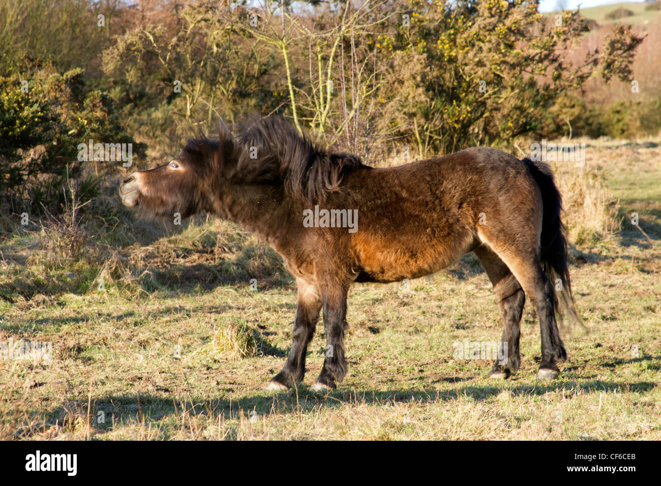 Exmoor pony shaking its head Stock Photo - Alamy