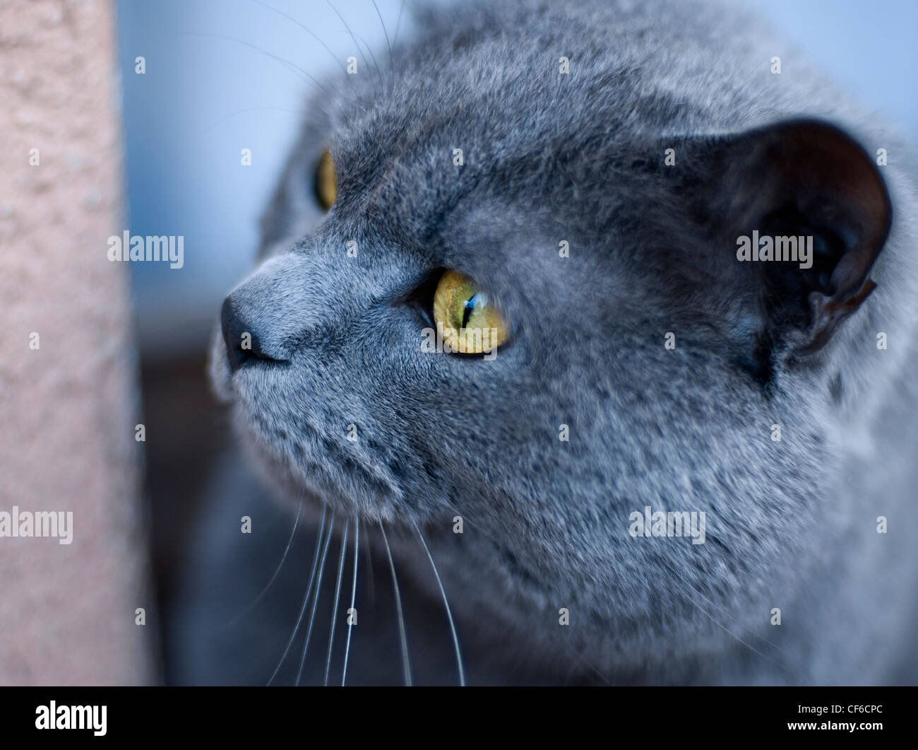 Chartreux hi-res stock photography and images - Alamy