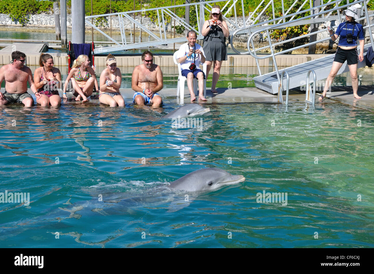 Dolphin encounter dolphins freeport hi-res stock photography and images ...