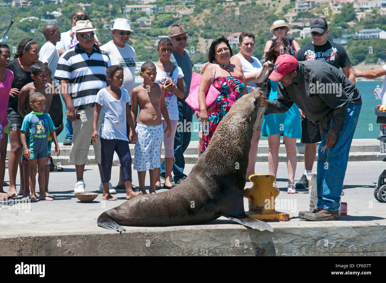 Man feeding seal hi-res stock photography and images - Alamy