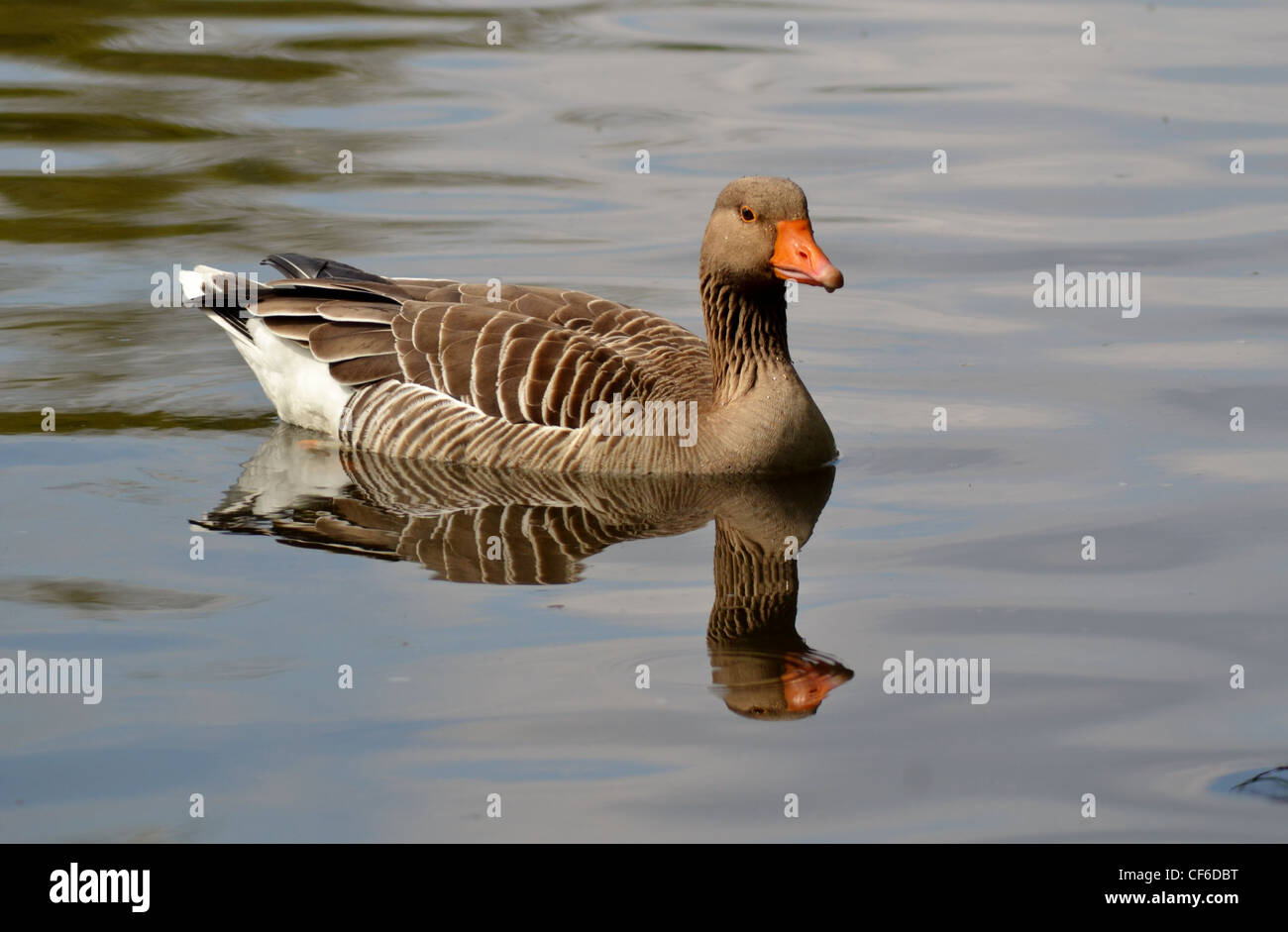 Fishing goose hi-res stock photography and images - Alamy