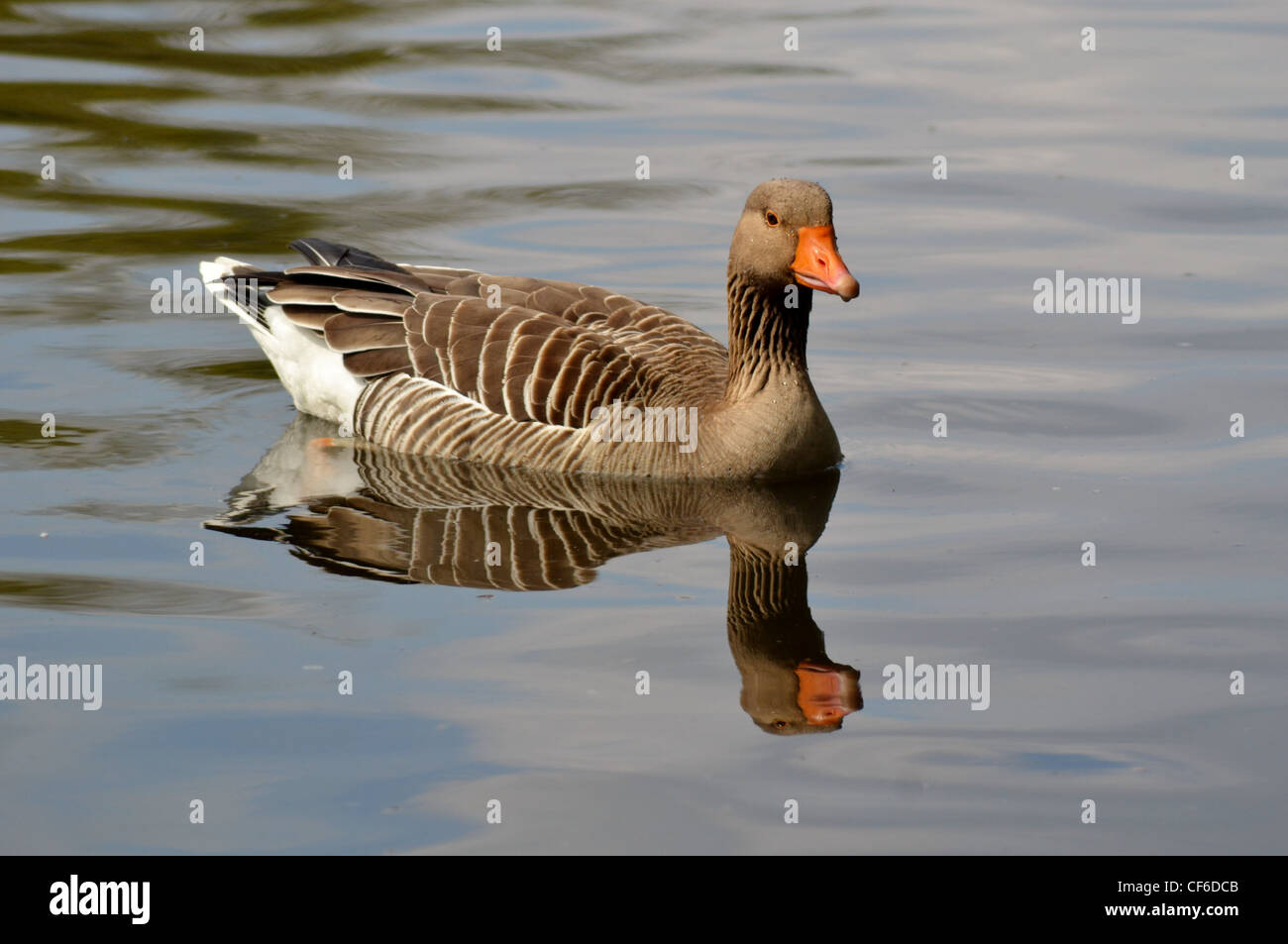 Fishing goose hi-res stock photography and images - Alamy