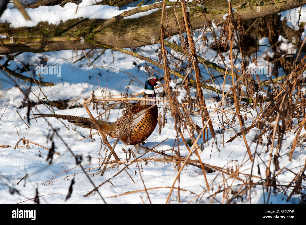 Pheasant in Snow Covered Woodland Stock Photo - Alamy