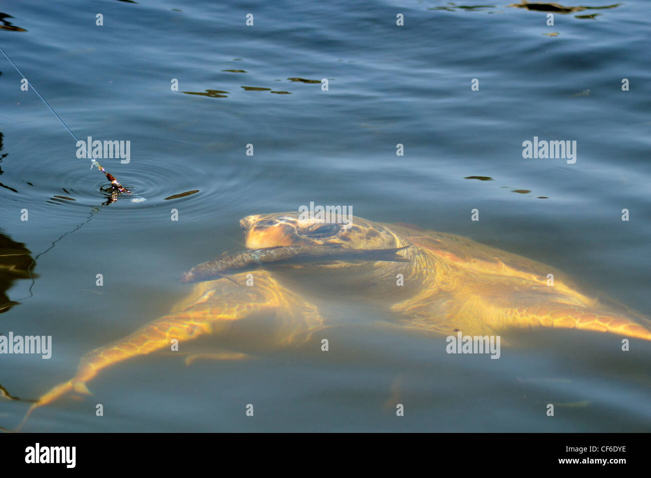 Turtle Eating Fish High Resolution Stock Photography and Images - Alamy
