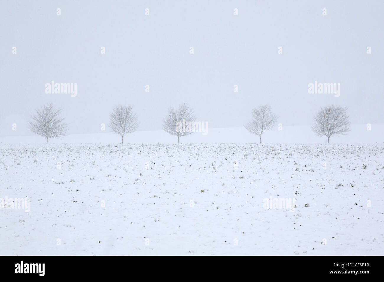 February trees hi-res stock photography and images - Alamy