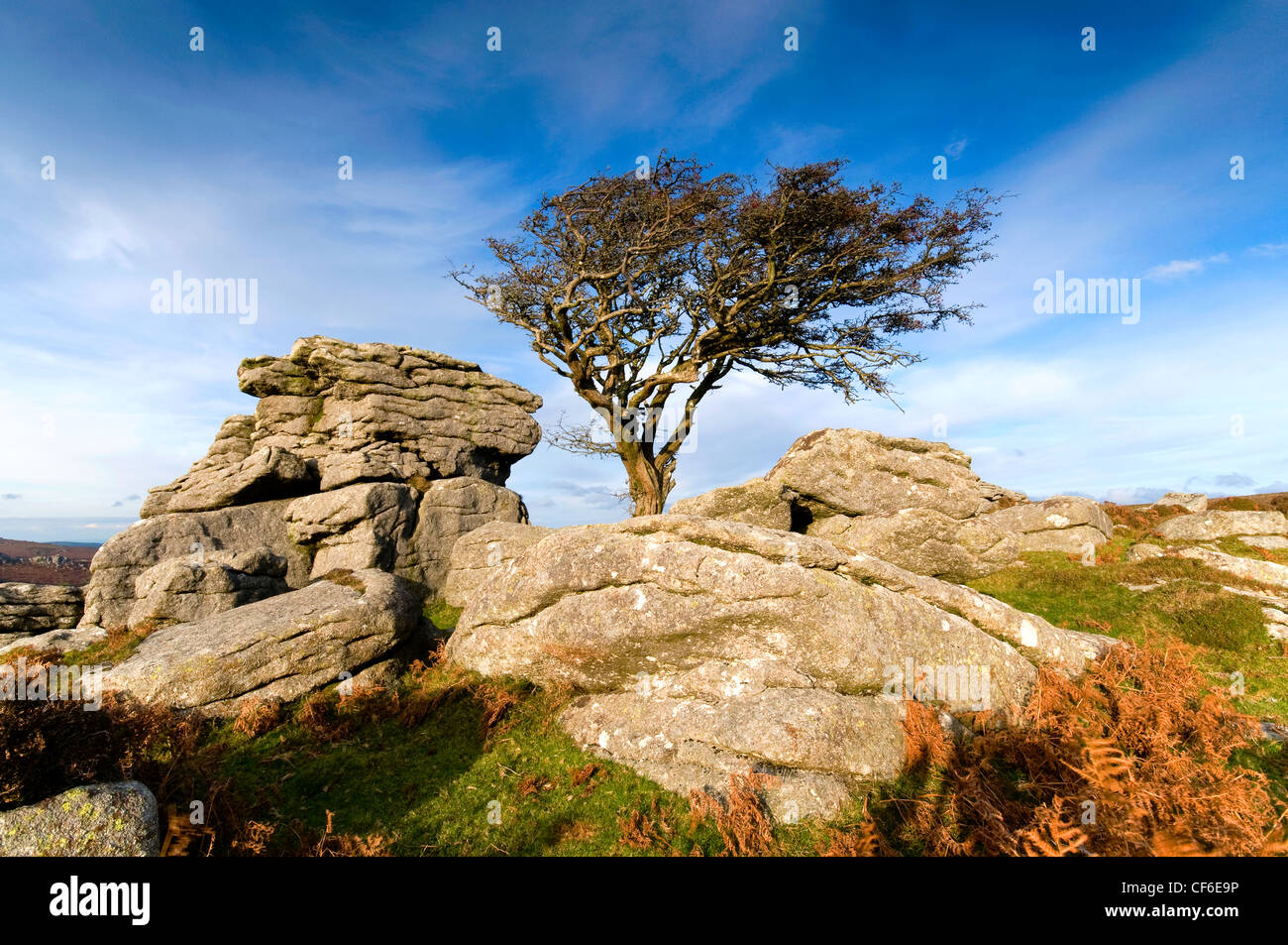 Rocks and Hawthorn Tree on Saddle Tor in Dartmoor National Park Stock ...