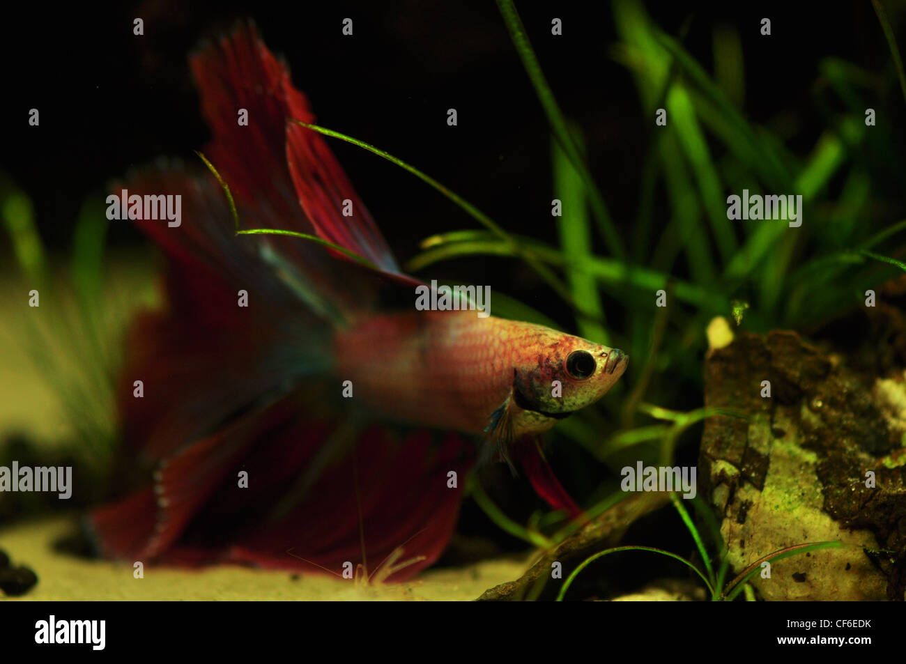 Betta splendens hi-res stock photography and images - Alamy