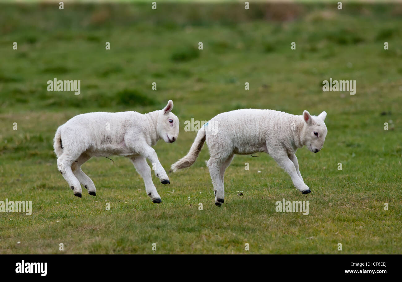 Two Lambs Leaping In The Air; Northumberland England Stock Photo - Alamy