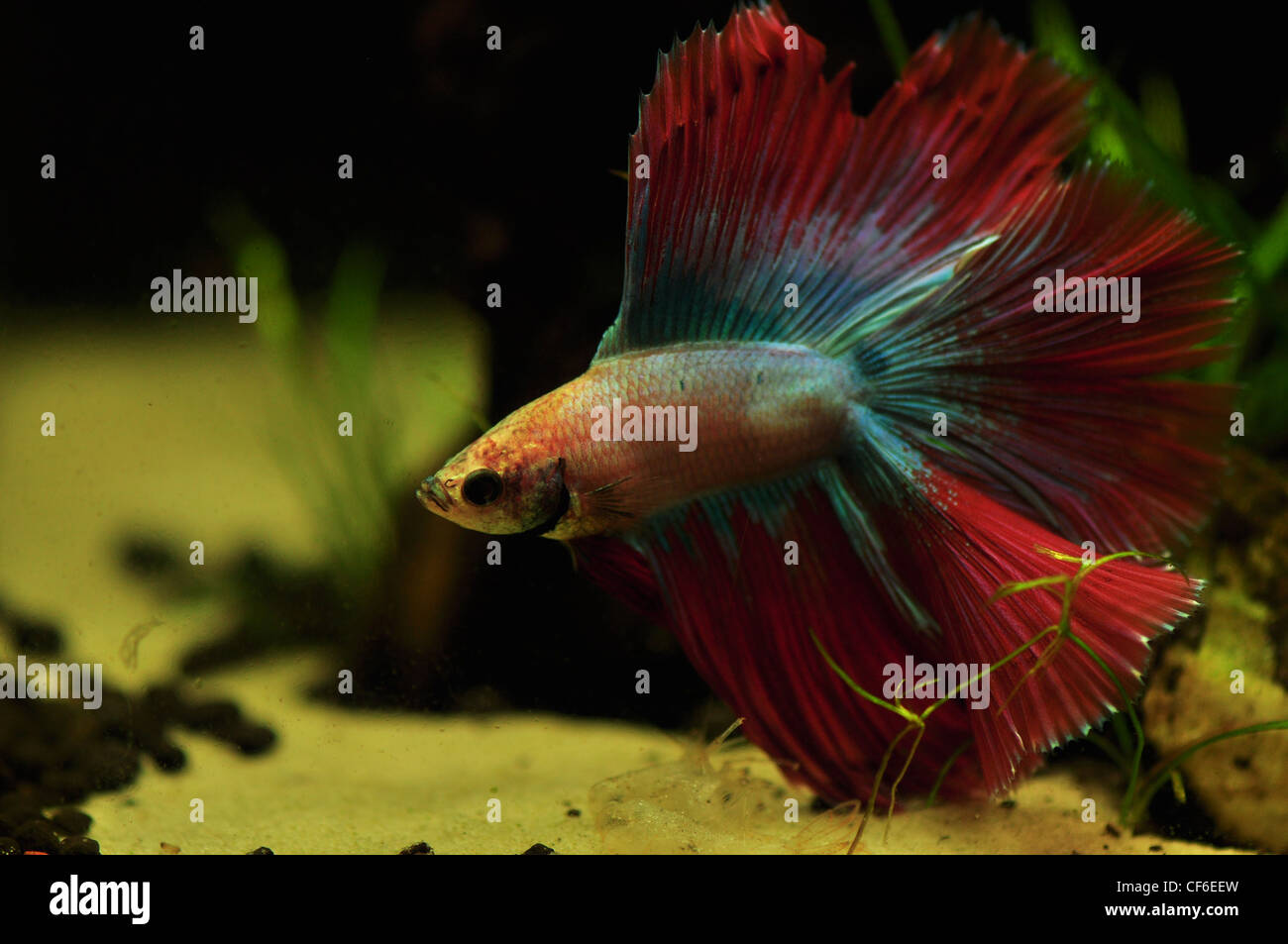 Betta splendens hi-res stock photography and images - Alamy