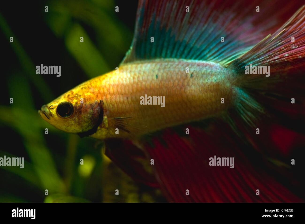 Betta splendens fish Stock Photo - Alamy