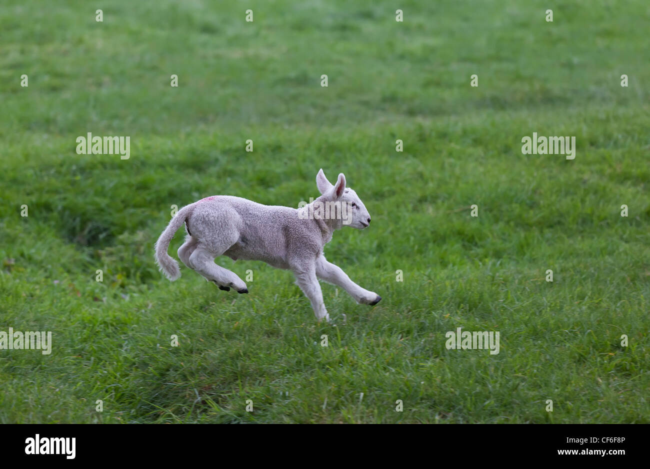 A Lamb Leaping On The Grass; Northumberland England Stock Photo - Alamy