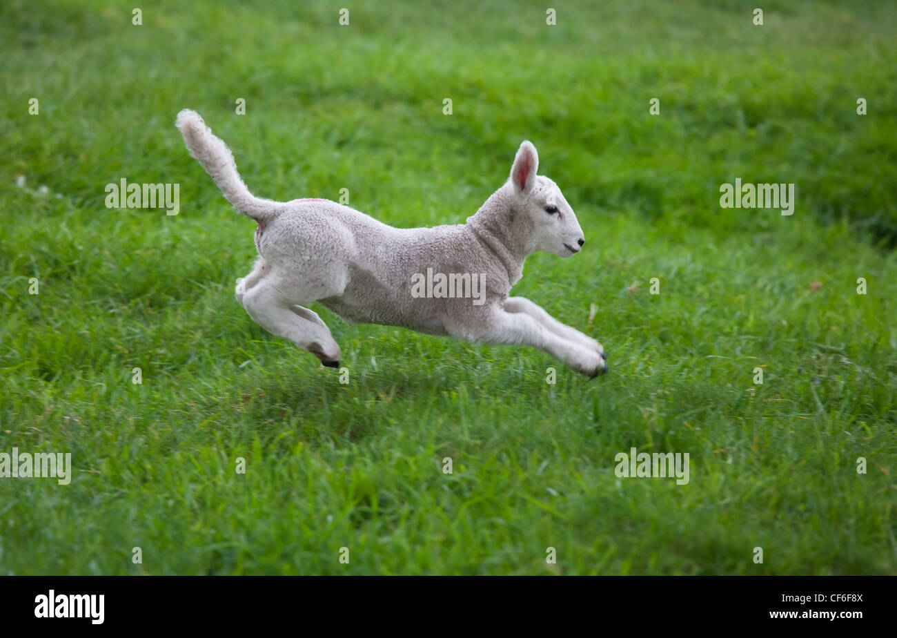 Jumping lamb cute hi-res stock photography and images - Alamy