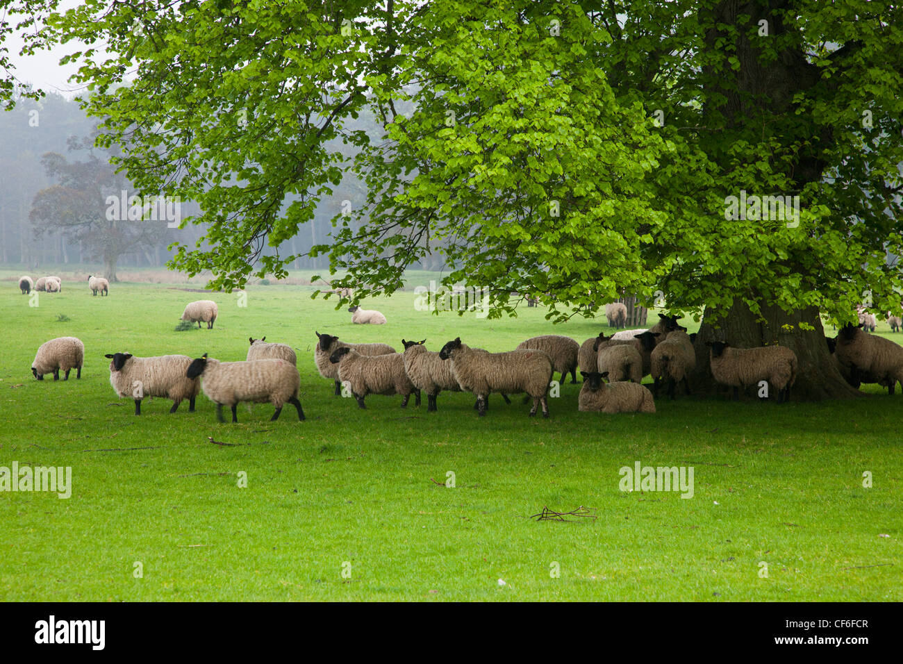 Farm Animals Under Tree High Resolution Stock Photography and Images ...