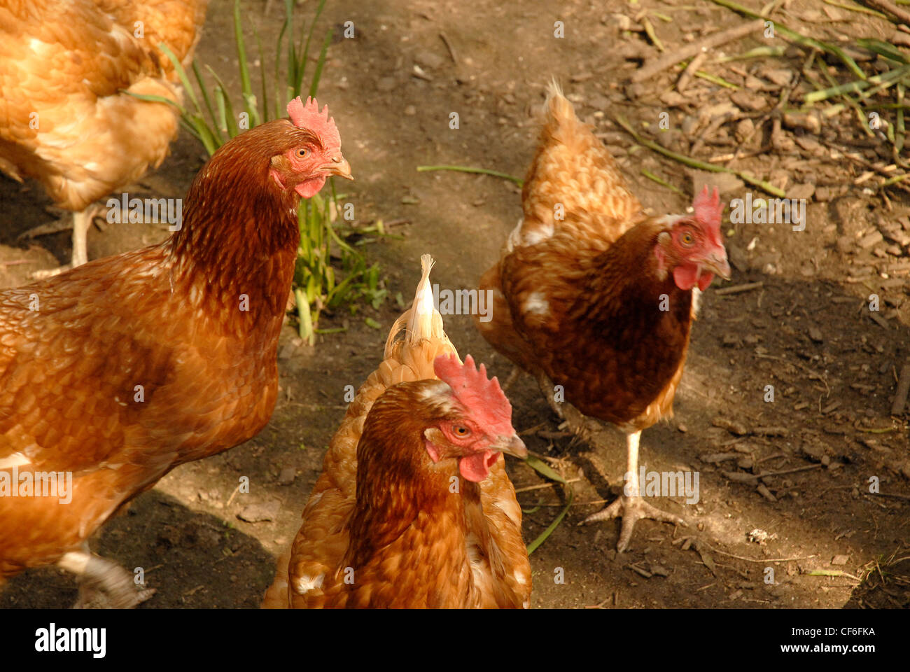 Close up of three Rhode Island Red chickens in a free range sunny ...