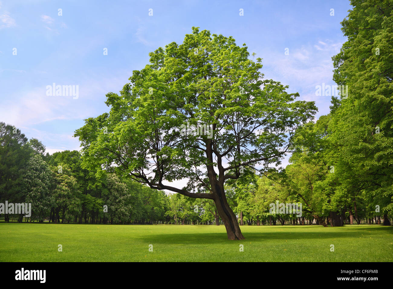 Branchy maple stands in center park Stock Photo - Alamy
