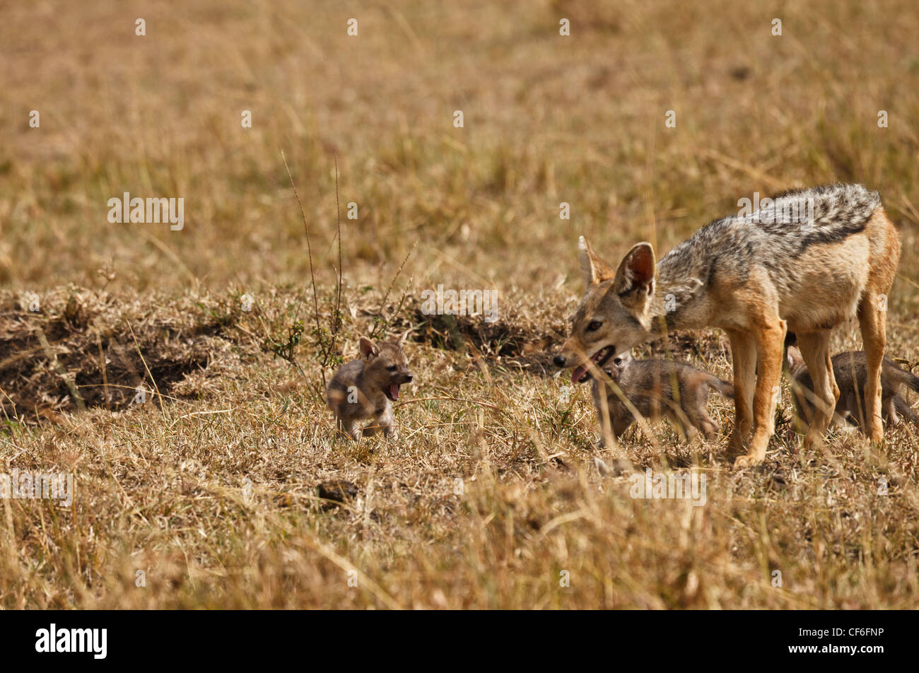 Kenya - Masai Mara - Black-backed Jackal with Cubs at den Stock Photo ...