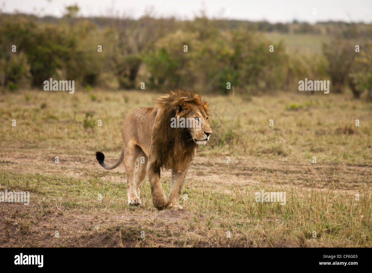 Kenya - Masai Mara - Lion in the Early Morning Mist Stock Photo - Alamy