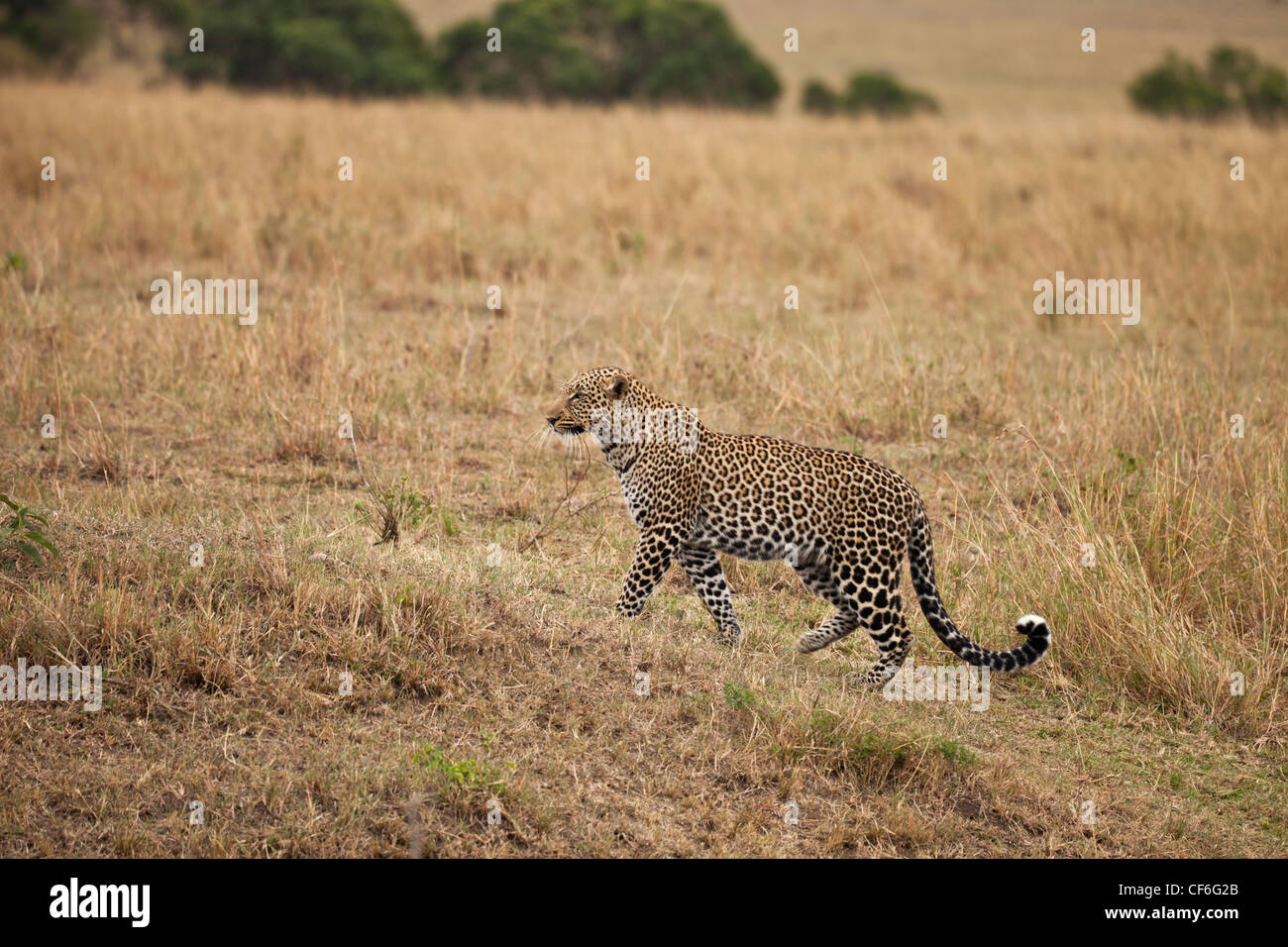 Kenya - Masai Mara - Leopard - Early Morning Stock Photo - Alamy