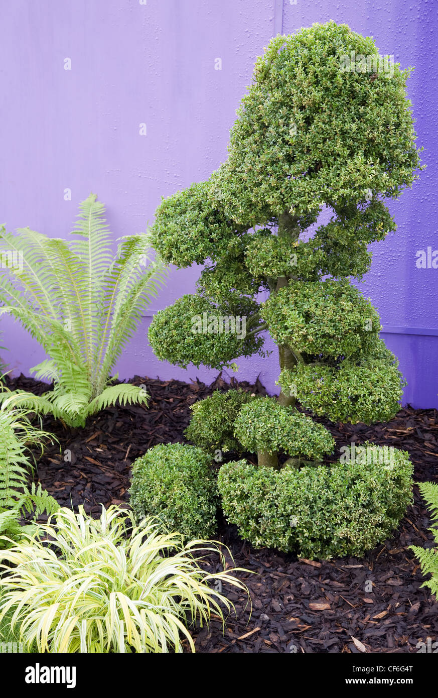 The RHS Flower Show Tatton Park, Cheshire Purple garden Clo Stock Photo ...