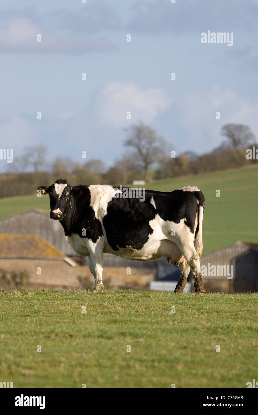 Holstein-Friesian Dairy cow in the English countryside Bos primigenius ...