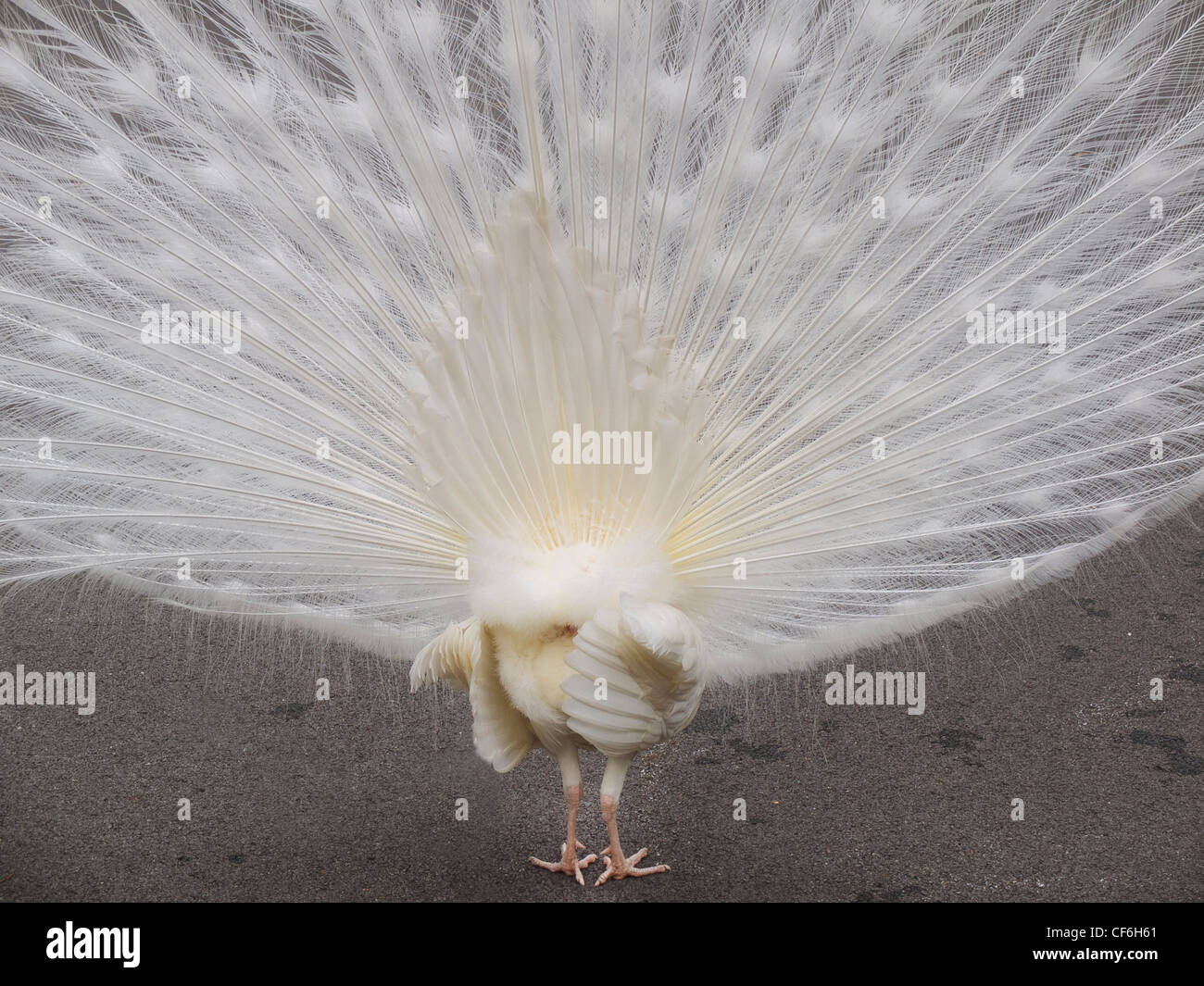 Peacock feet hi-res stock photography and images - Alamy