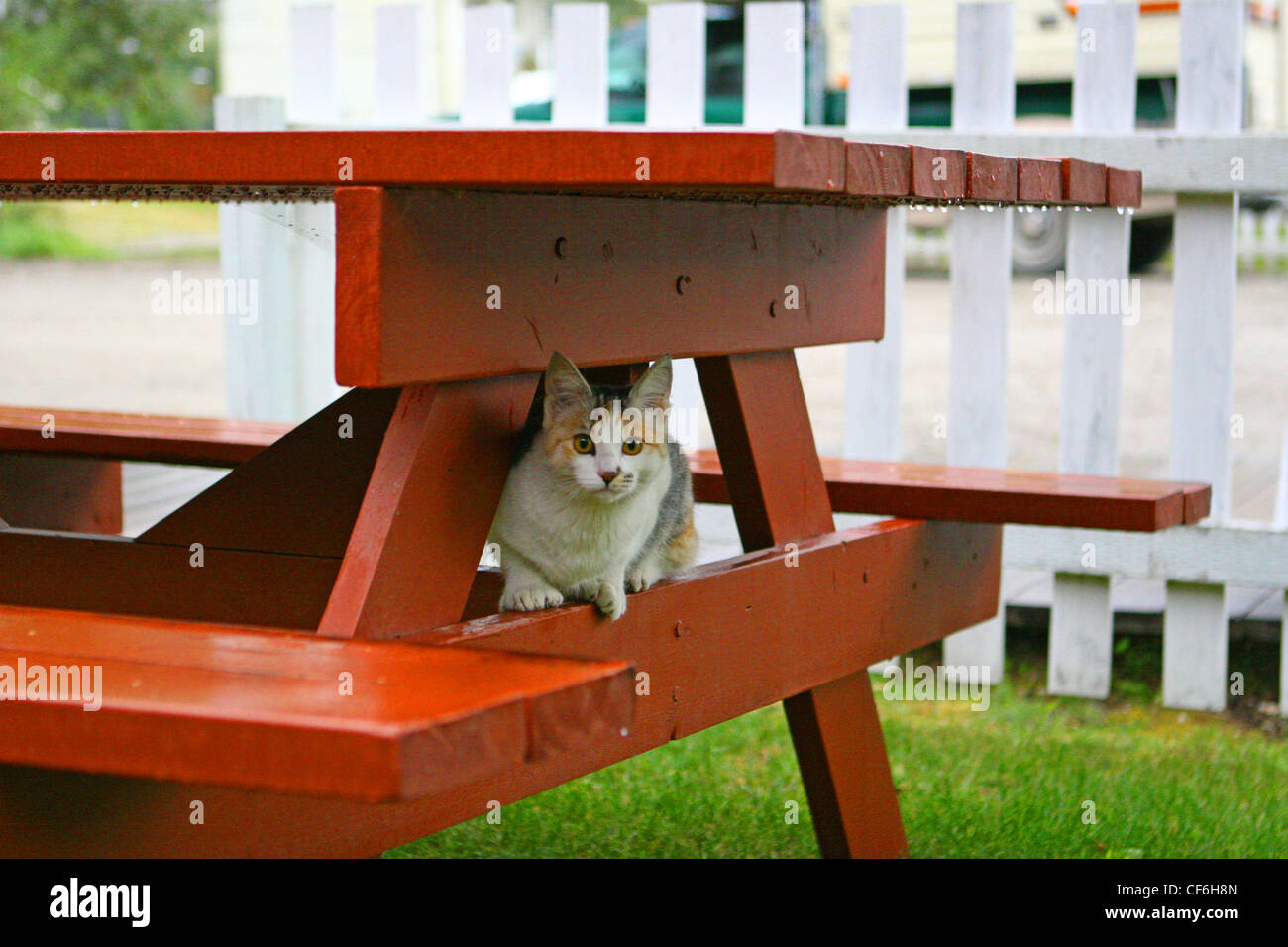 Cat Under The Table