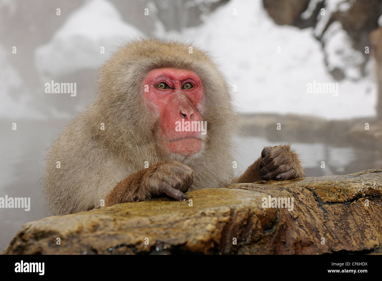 Japanese Macaque ( Snow Monkey ) Japan Stock Photo - Alamy