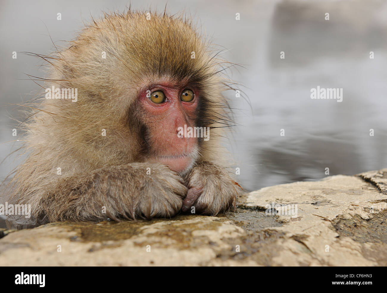 Japanese Macaque ( Snow Monkey ) Japan Stock Photo - Alamy