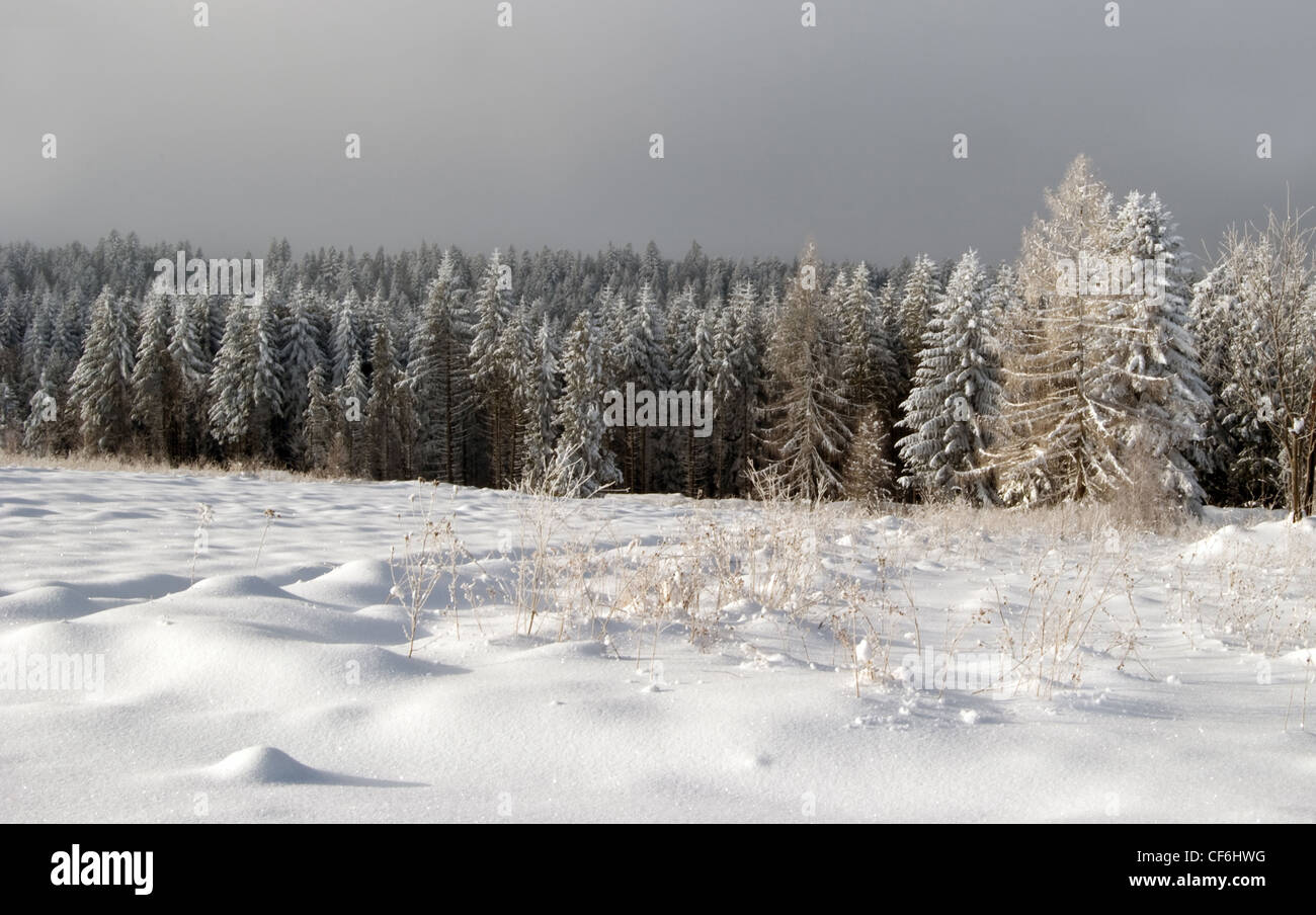 winter landscape, forest covered by snow Stock Photo - Alamy