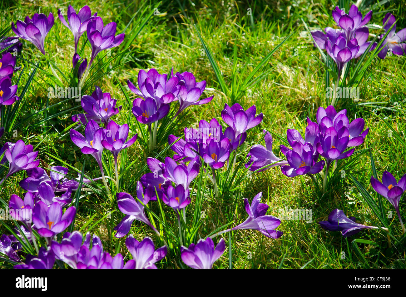 Crocus lawn hi-res stock photography and images - Alamy